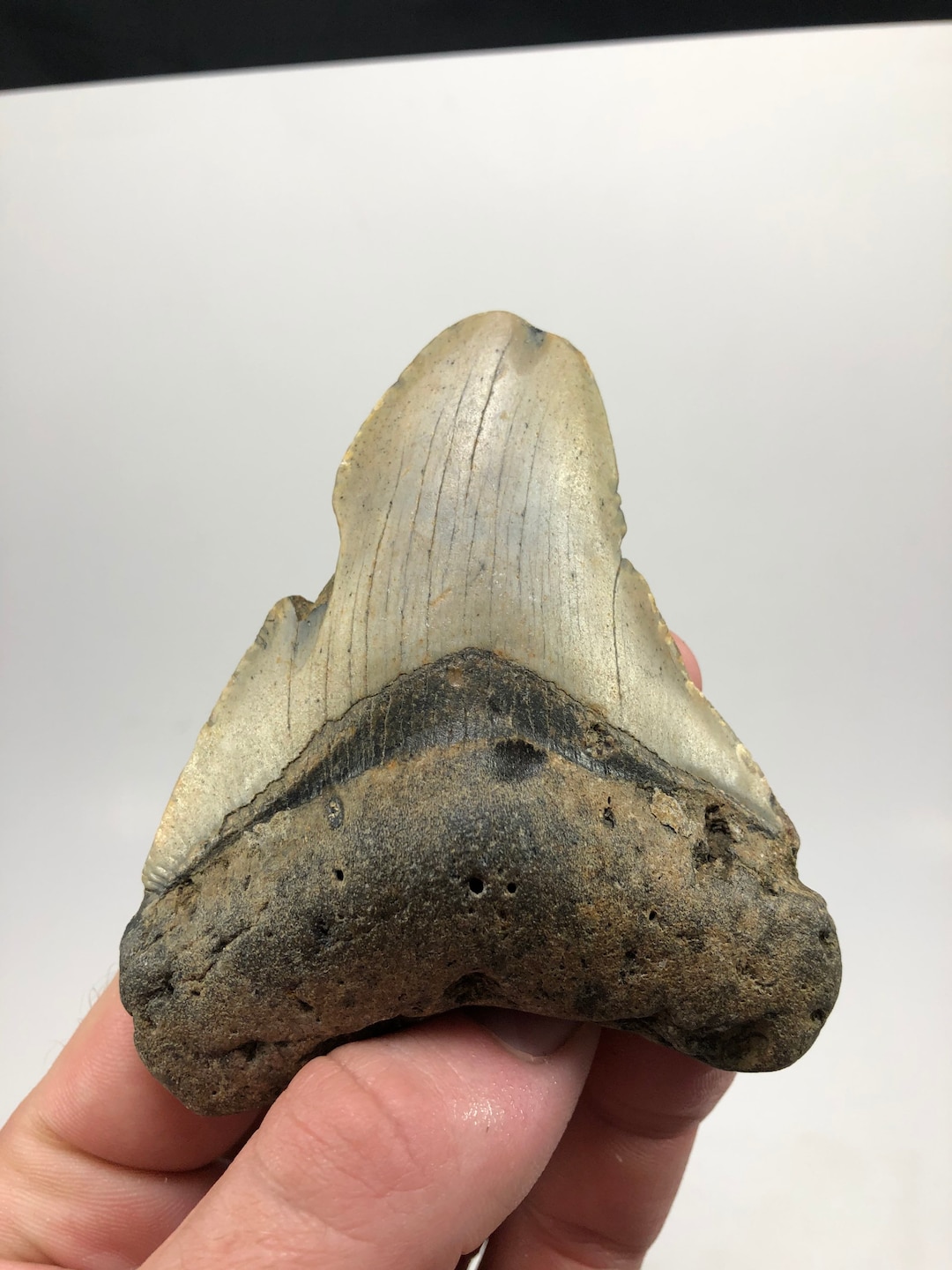 3.69" Fossil Megalodon Shark Tooth Ocean Teeth Dinosaur Fish-3.8oz ...