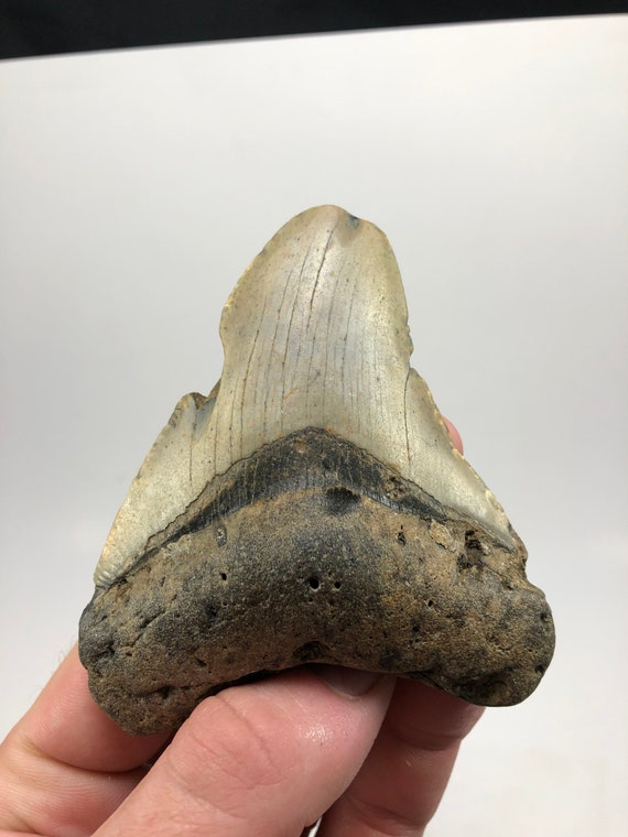 3.69 Fossil Megalodon Shark Tooth Ocean Teeth Dinosaur - Etsy