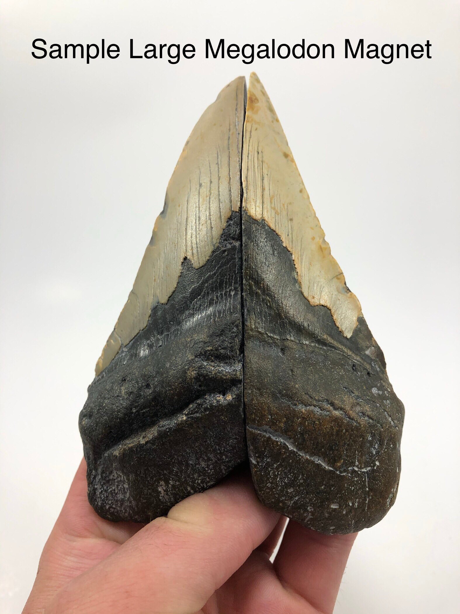 Large XL 5 Oversize Fossil Megalodon Shark Tooth | Etsy