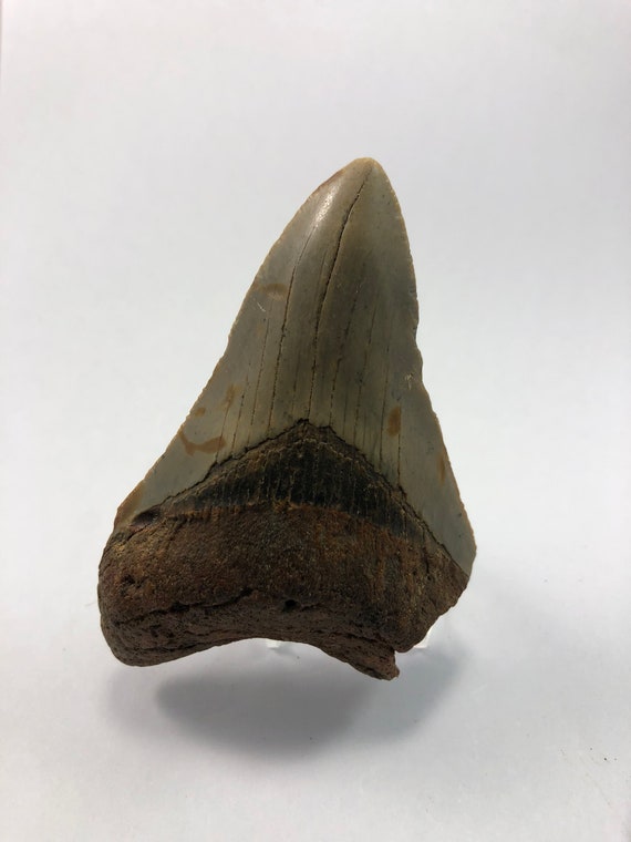3.42 Fossil Megalodon Shark Tooth Ocean Teeth Dinosaur | Etsy