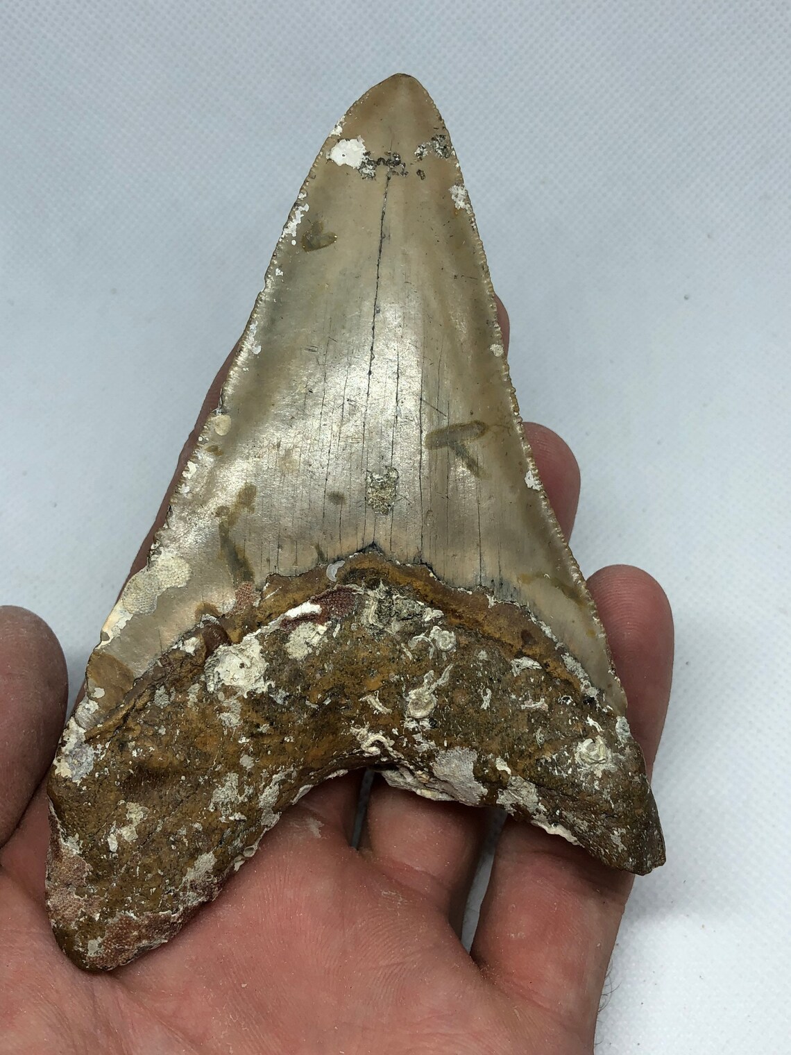 4.78 Uncleaned Fossil Megalodon Shark Tooth Coral Ocean | Etsy