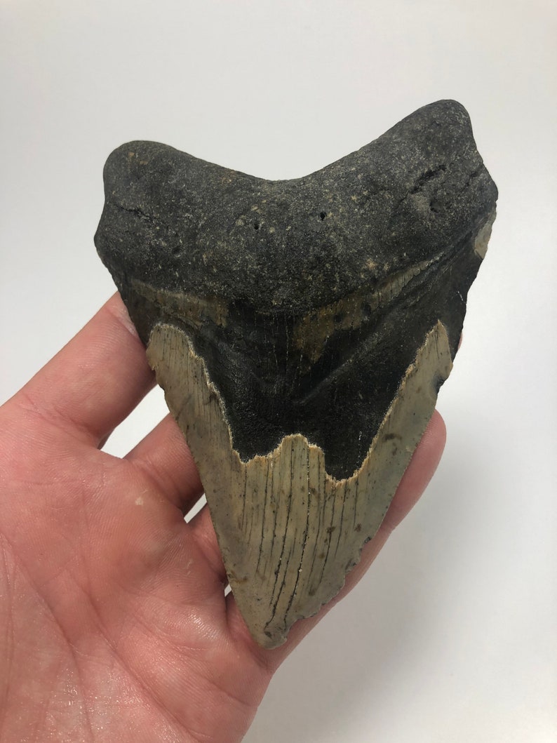 5.34 Fossil Megalodon Shark Tooth Ocean Teeth Dinosaur - Etsy