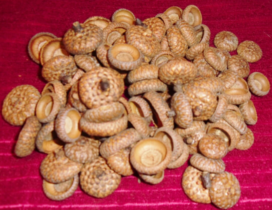 100 Mixed Acorn Caps / Tops - All Sizes - Etsy