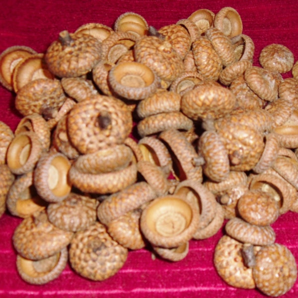 Acorn Caps - Etsy