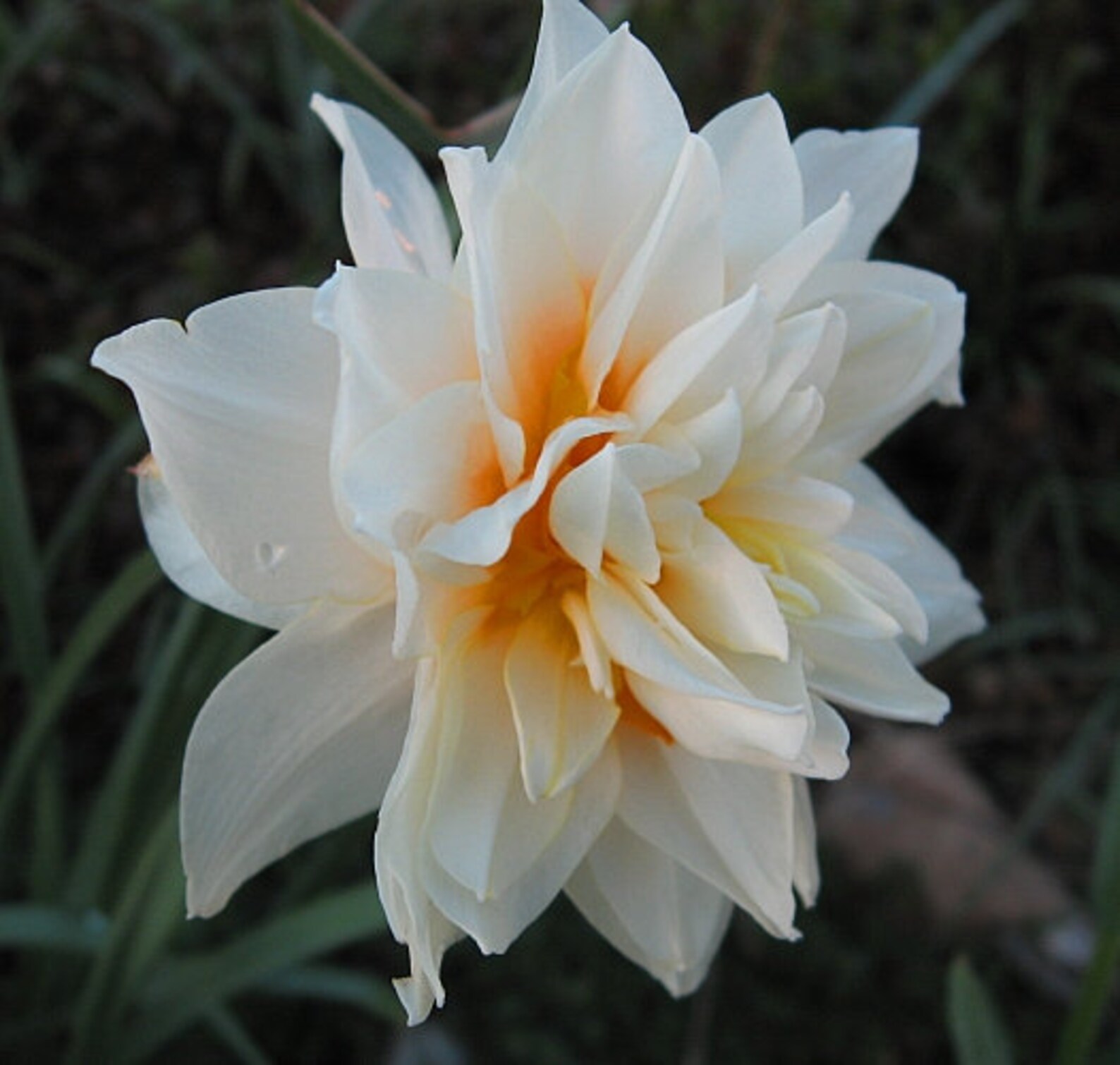 Rare heirloom bicolor daffodil ORANGE PHOENIX 5 bulbs | Etsy