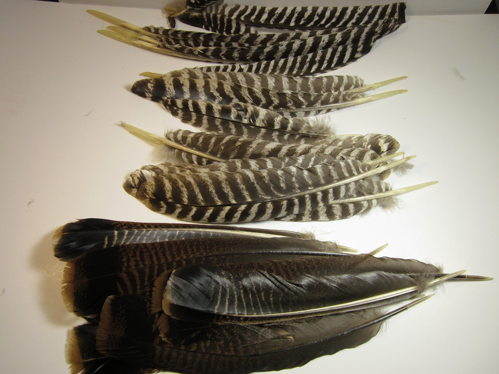 22 Long Turkey Feathers, 12"-15" Each, for Crafts or Dream Catchers, F2 ...