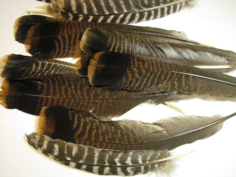 22 Long Turkey Feathers, 12"-15" Each, for Crafts or Dream Catchers, F2 ...
