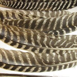 22 Long Turkey Feathers, 12"-15" Each, for Crafts or Dream Catchers, F2 ...