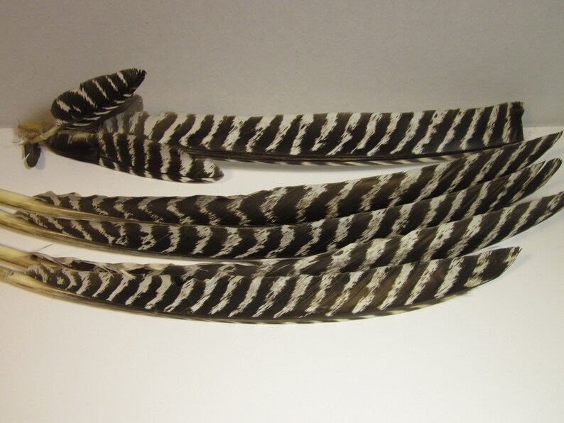 22 Long Turkey Feathers, 12"-15" Each, for Crafts or Dream Catchers, F2 ...