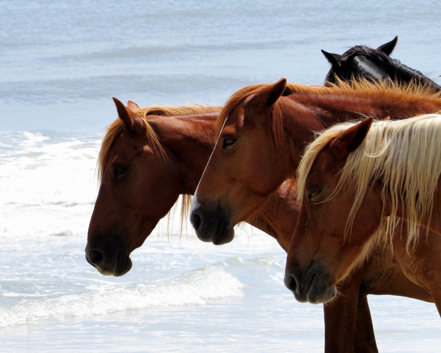 Wild Horses of the Outer Banks, Corolla North Carolina Beach ...