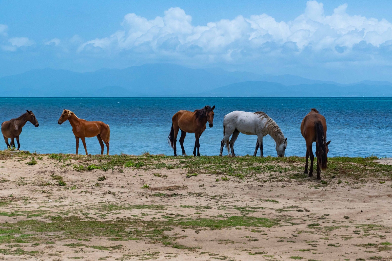 Vieques Wild Horses - Puerto Rico Photography, Wild Horses Beach Print ...