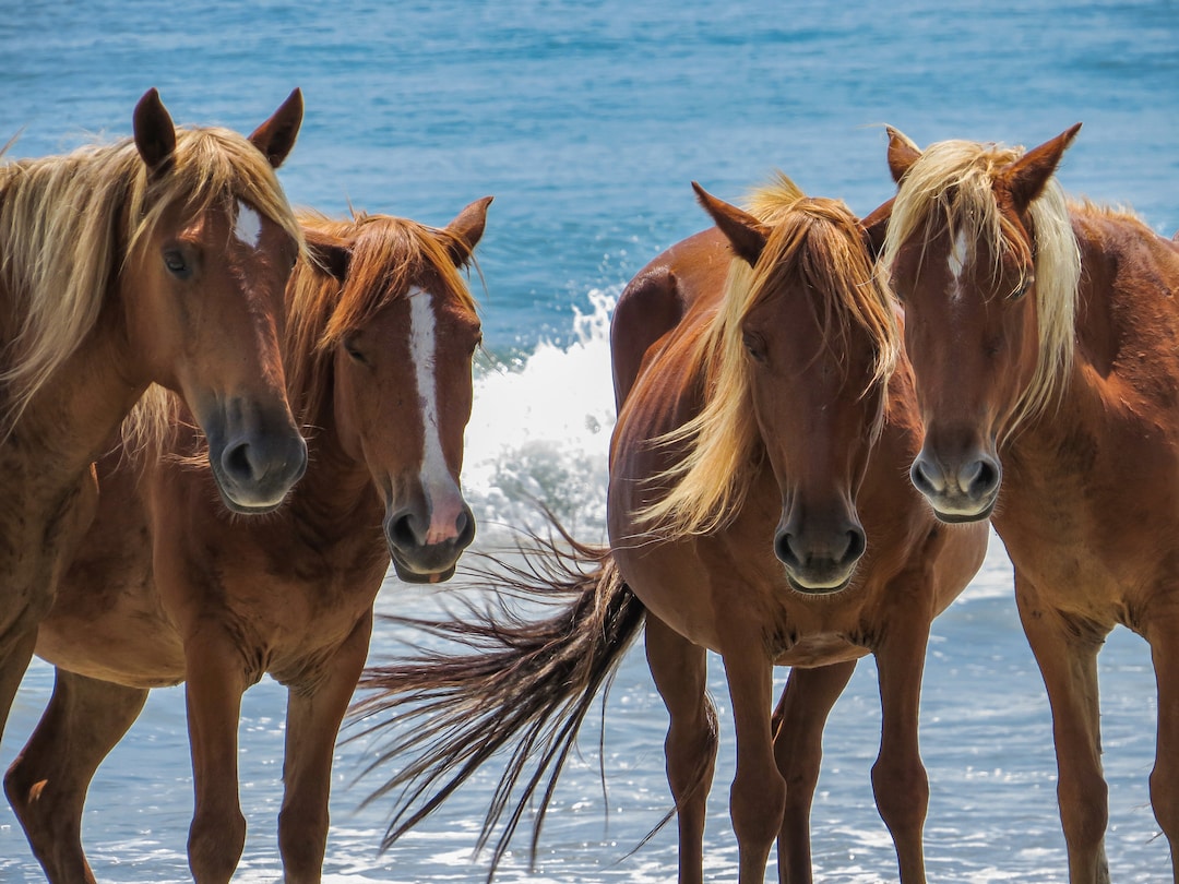 Wild Wild Horses of Corolla - Outer Banks Wild Horse Print Photography ...