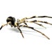 GLASS SPIDER Lampwork Handcrafted Glass Animal, Art Glass Spider ...