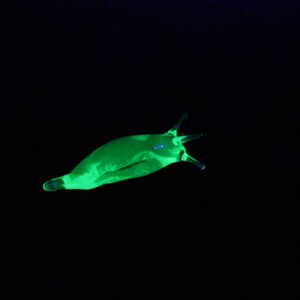 Uranium Vaseline Glass Slug Glass Sculpture Glass UV SLUG Lampwork ...
