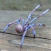 Glass Spider Glass Insect Blown Glass Spider Sculpture - Etsy