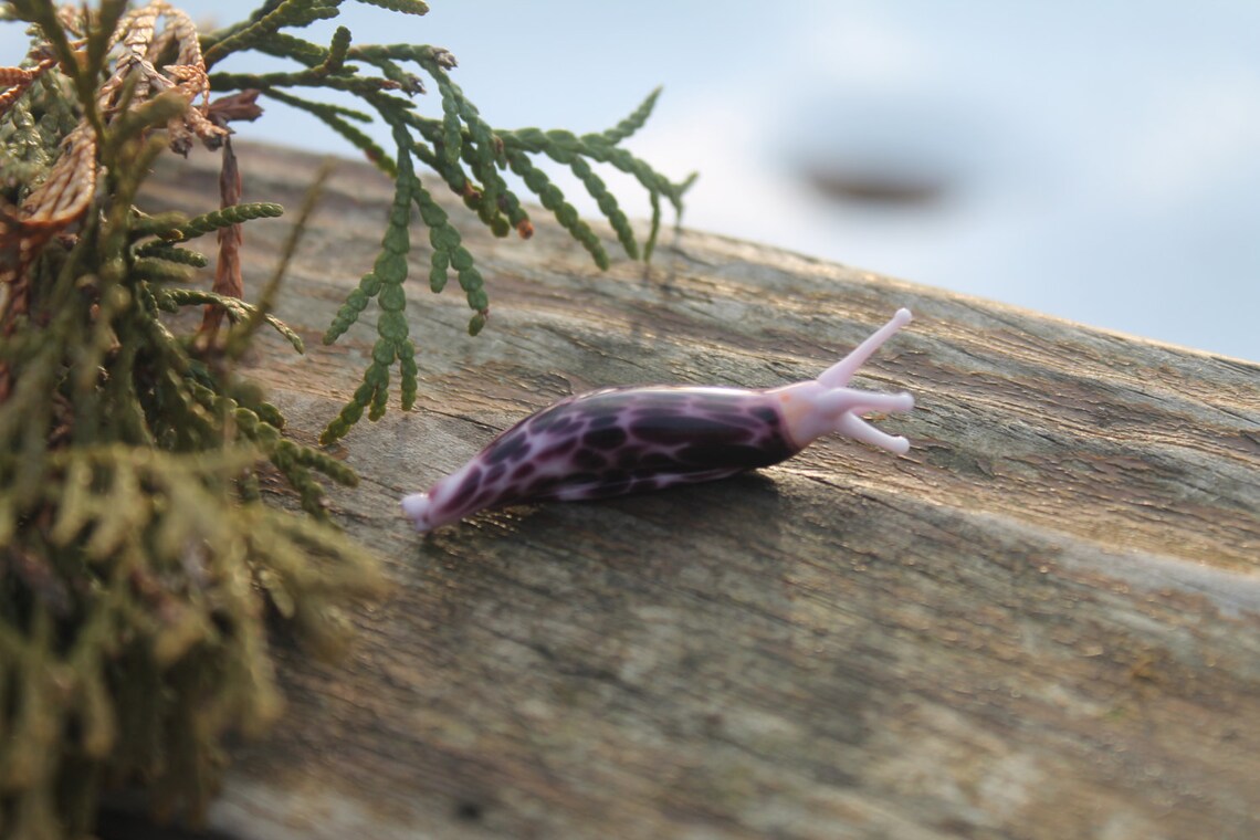 Spotted Slug Glass Sculpture GLASS SLUG Lampwork Glass Animals - Etsy