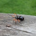 Glass Spider Figurine Blown Glass Spider Glass Spider Miniature Glass ...