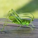 Grasshopper Glass Miniature Migratory Locust Animals Glass - Etsy UK
