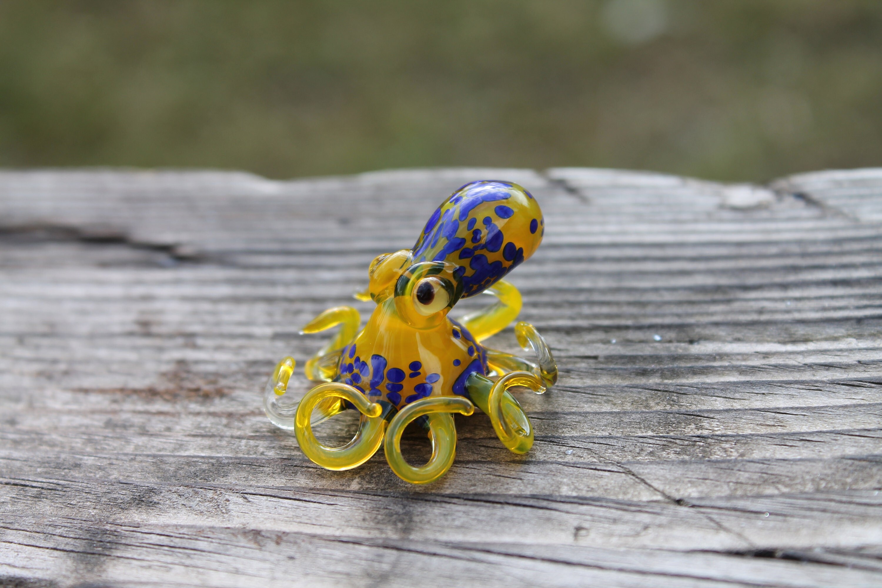 Baby Blue Ringed Octopus