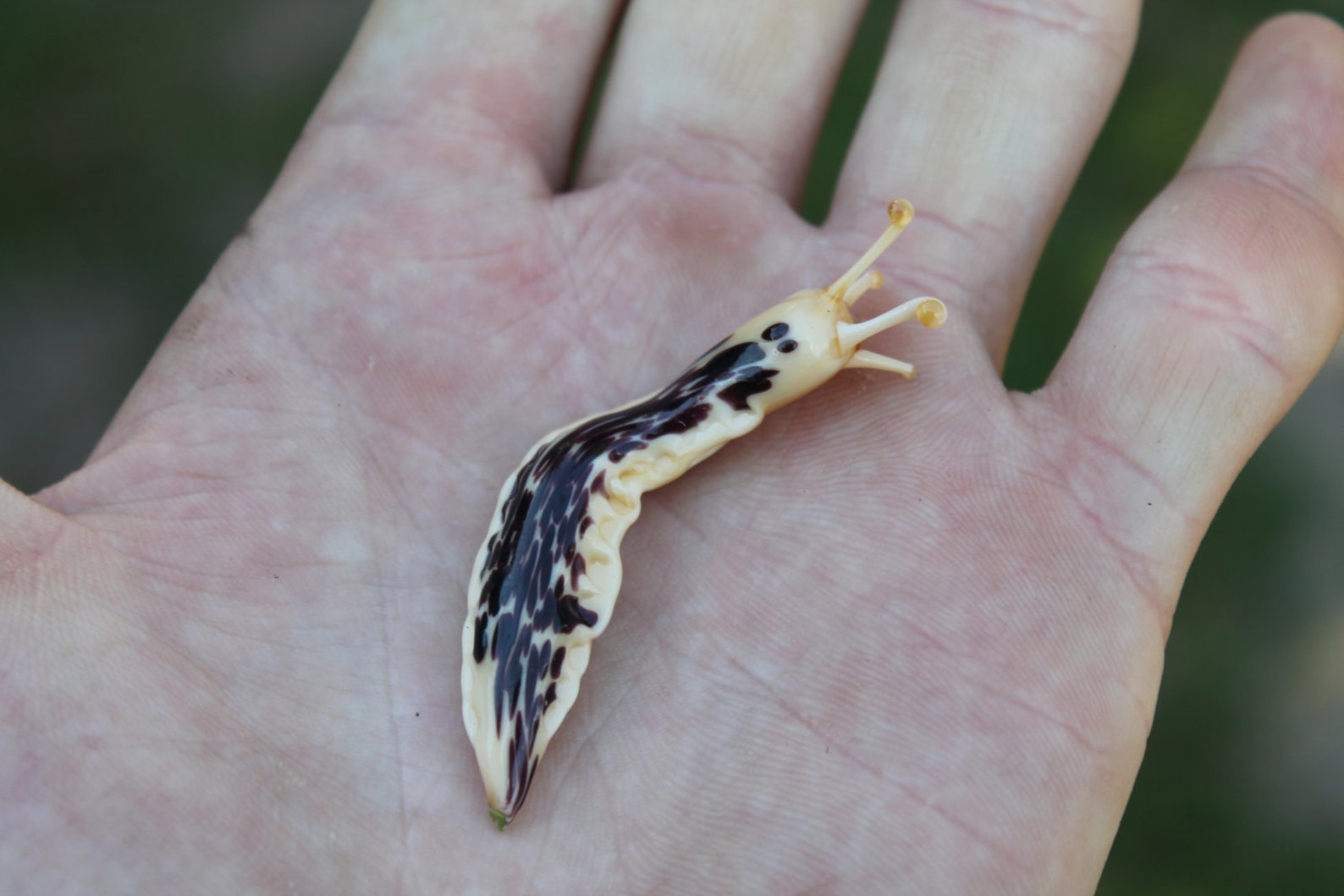 Spotted Slug Glass Sculpture GLASS SLUG Lampwork Glass Animals - Etsy
