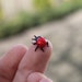 Blown Glass Ladybug Miniature, Ladybird Sculpture, Figurine, Flamework ...