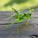 Grasshopper Glass Miniature, Migratory Locust Animals Glass, Hand Blown ...