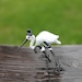 Glass Heron Bird Glass Sculpture Heron With Hands Birds With - Etsy
