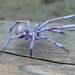Glass Spider Glass Insect Blown Glass Spider Sculpture - Etsy
