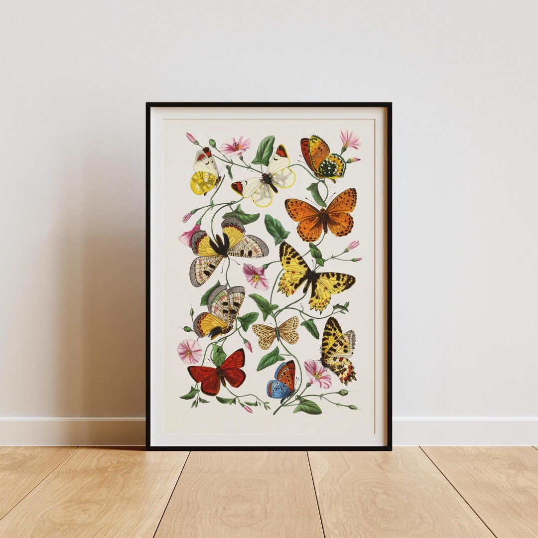 Butterfly Print: Vintage Scientific Illustration, Cottage Core, Nature ...