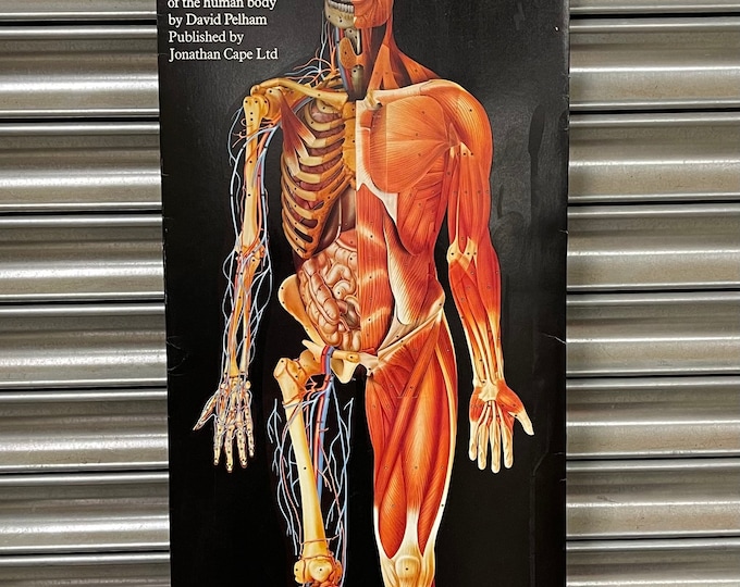 Circa 1980’s Dimensional Man : A Life Size 3 Dimensional Study of the ...