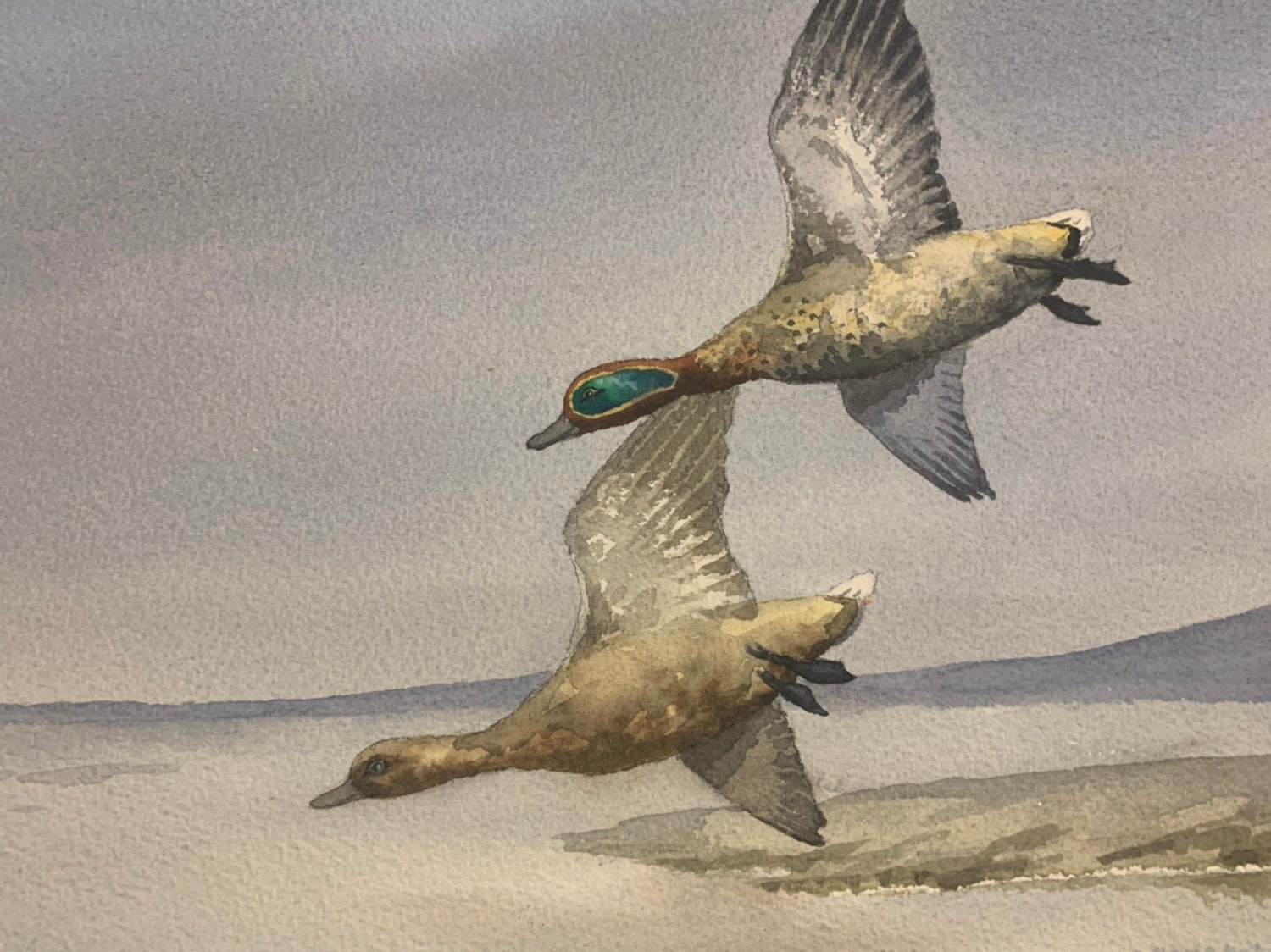 Original Cecil Thomas Hodgkinson Watercolour Of Teal Ducks in flight