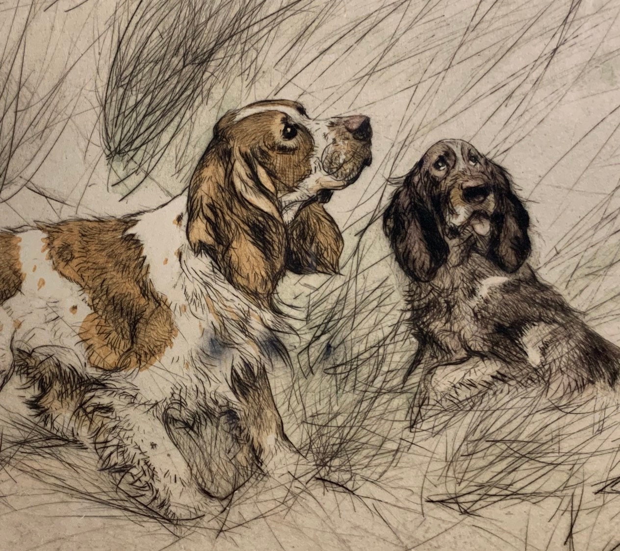Wonderful Limited Edition Coloured Etching Of Spaniels By George Vernon ...