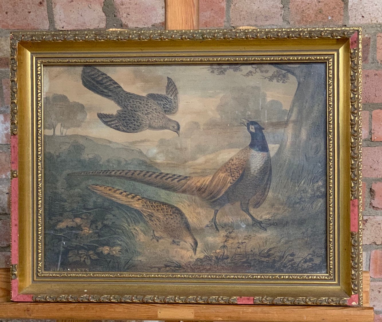 Antique 19th Century Hand Coloured Engraving Of Pheasants In A Wooded Scene