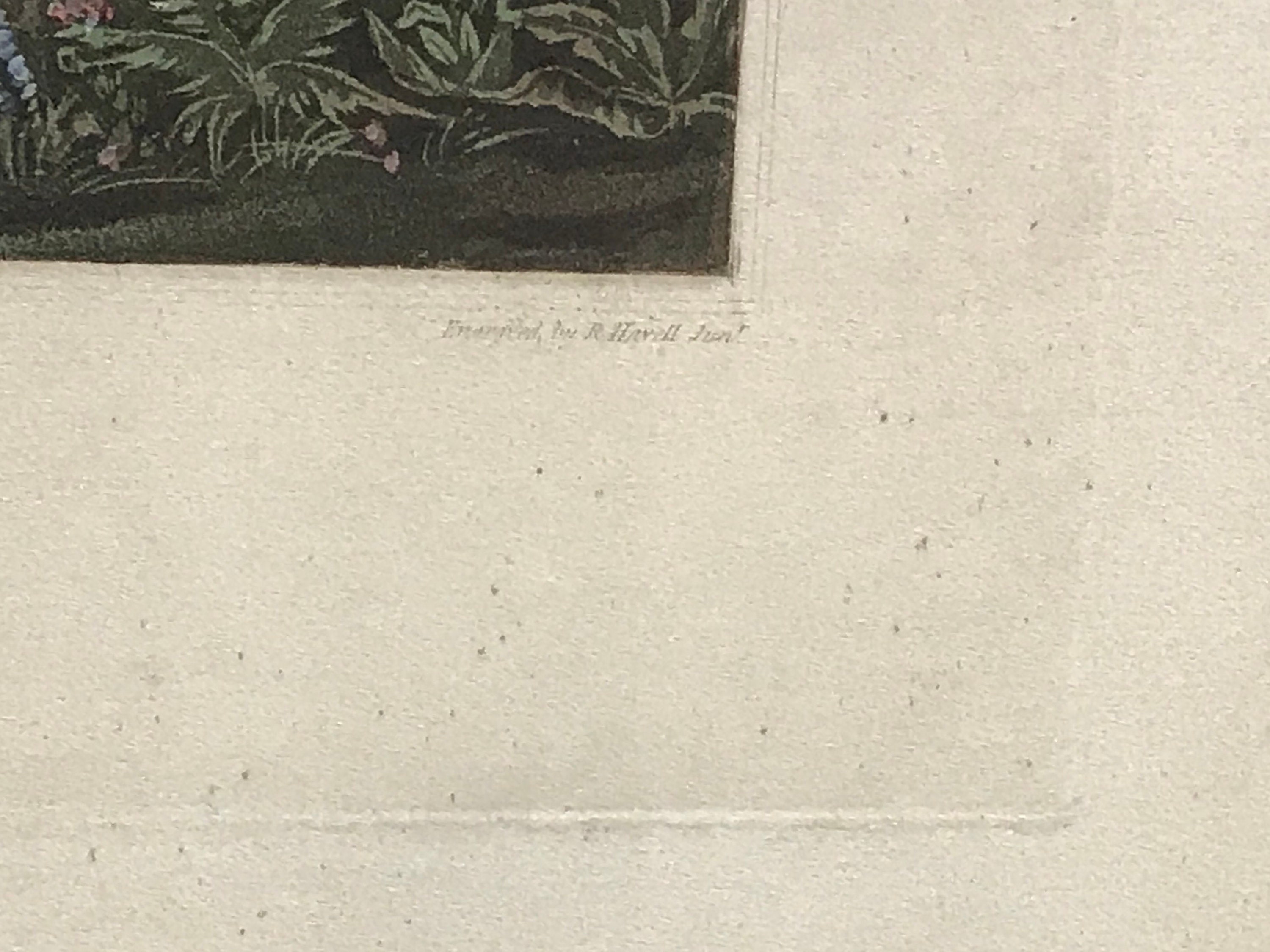 Pheasant Shooting, Black Park Near Uxbridge, Framed Hand Coloured ...