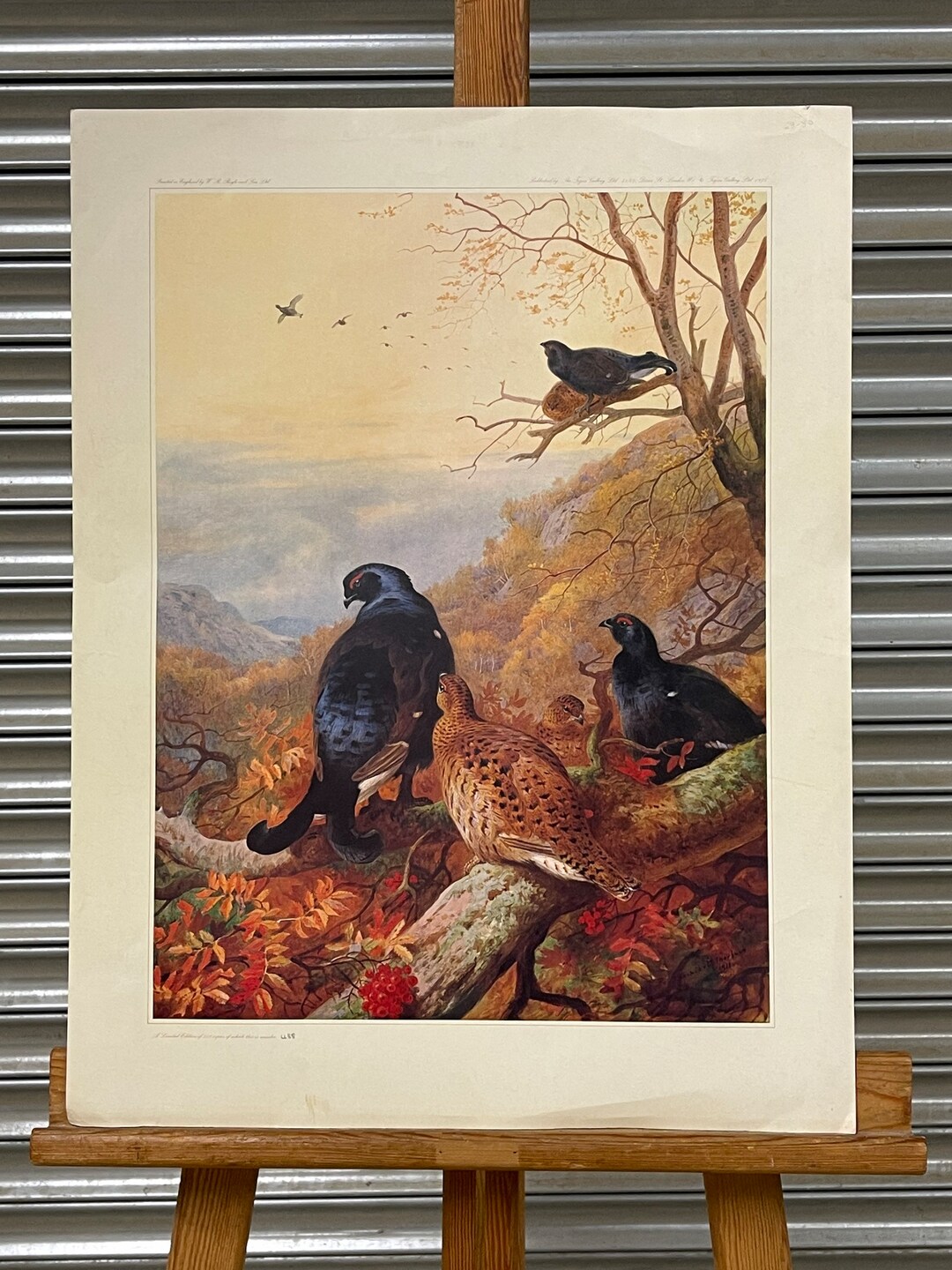 Fabulous Limited Edition Print of Grouse by Renowned Artist Archibald ...