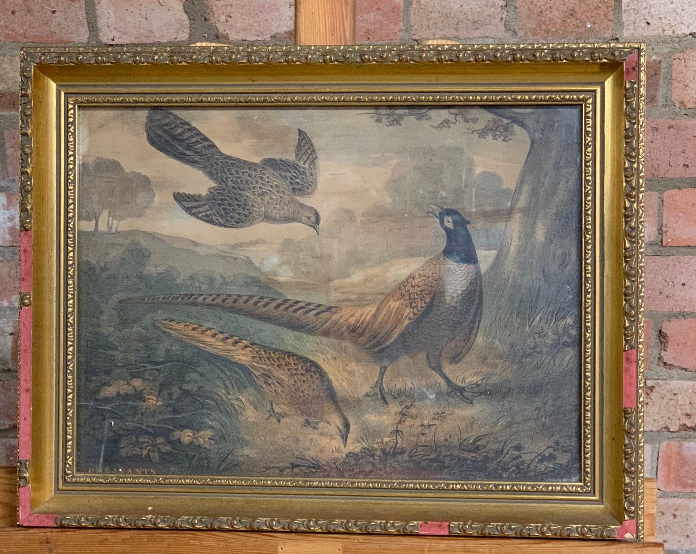 Antique 19th Century Hand Coloured Engraving Of Pheasants In A Wooded Scene