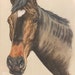 Original Roger Heaton Watercolour of A Horse Titled 'larnson' and Dated ...