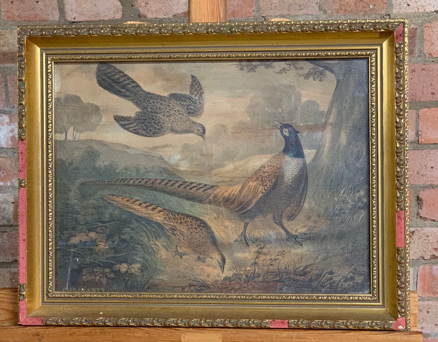 Antique 19th Century Hand Coloured Engraving Of Pheasants In A Wooded Scene