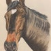Original Roger Heaton Watercolour of A Horse Titled 'larnson' and Dated ...