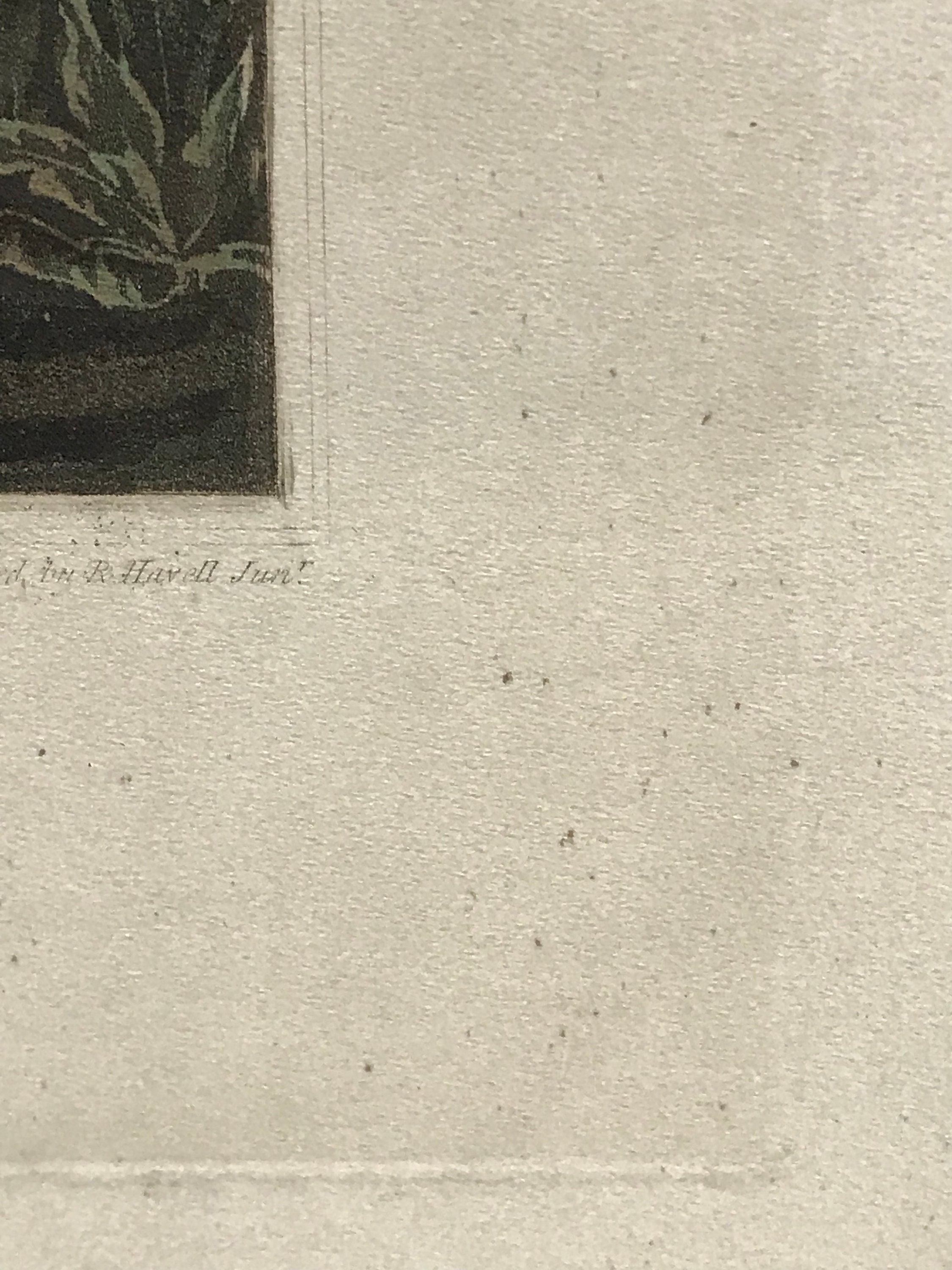 Pheasant Shooting, Black Park Near Uxbridge, Framed Hand Coloured ...