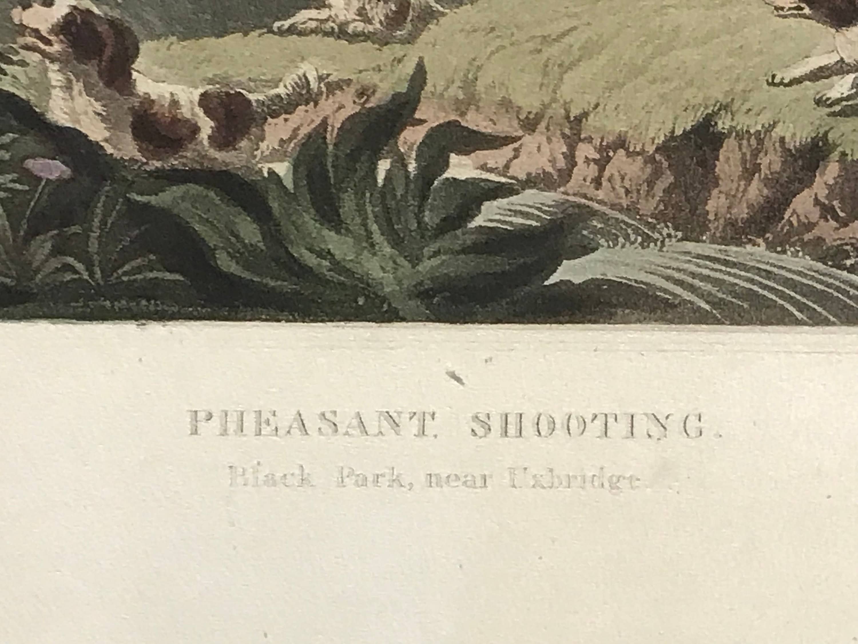 Pheasant Shooting, Black Park Near Uxbridge, Framed Hand Coloured ...