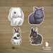 Agouti Netherland Dwarf Bunny Sticker; Printed Chibi Rabbit Vinyl ...