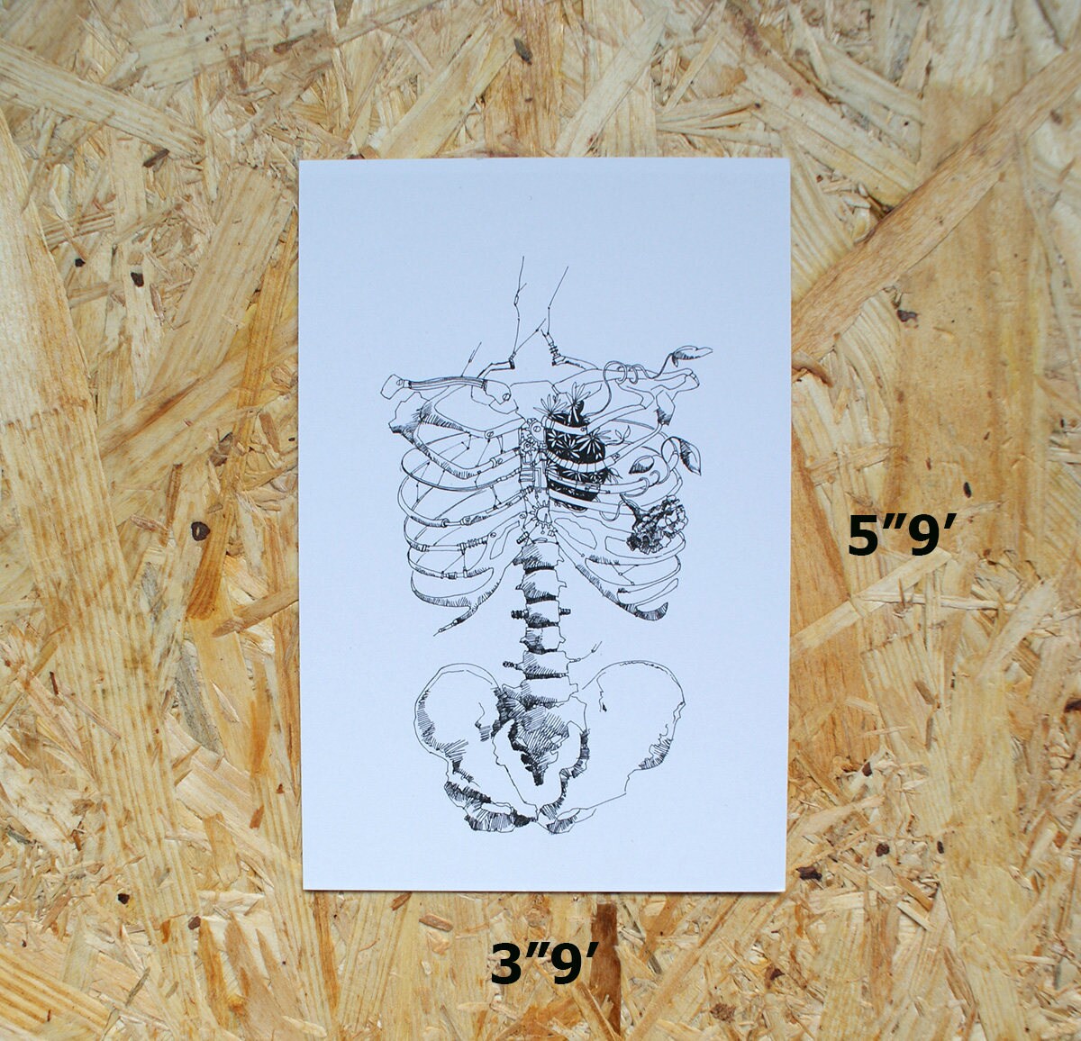 Skeleton Sketch Printed as Illustration. Skeleton and Flowers, Poster ...