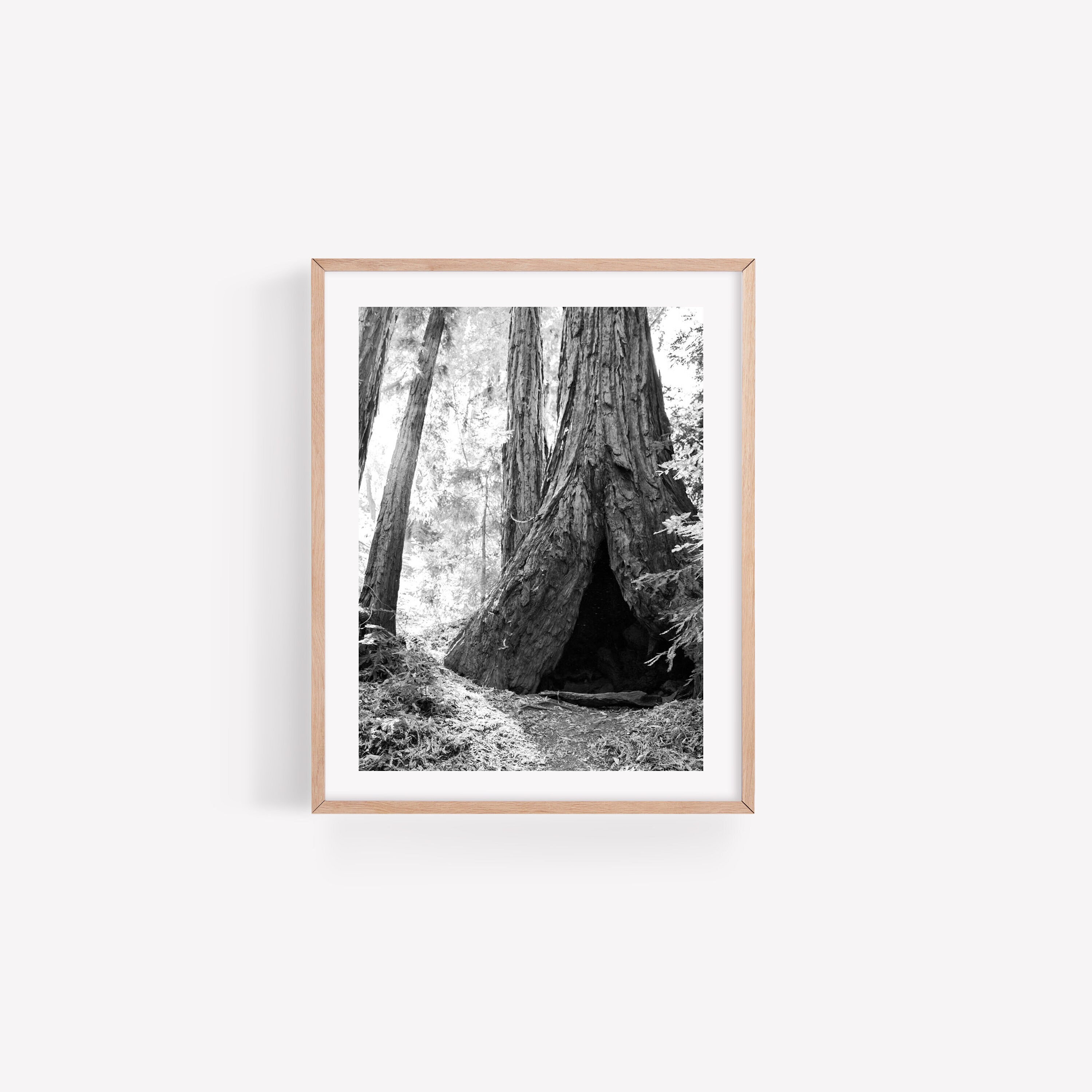 Black and White Print of a Redwood Tree in California Tree | Etsy Canada