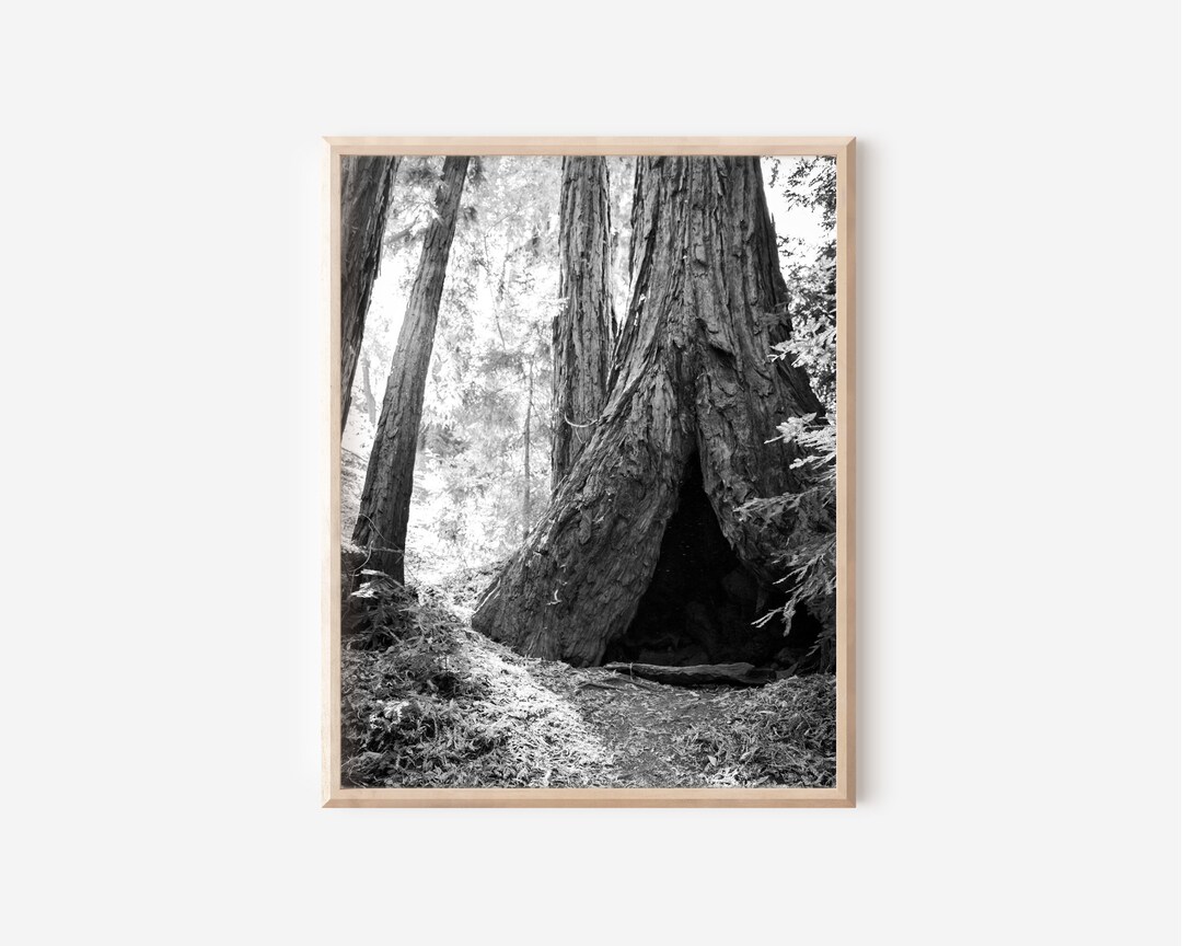 Black and White Print of a Redwood Tree in California, Tree Prints ...