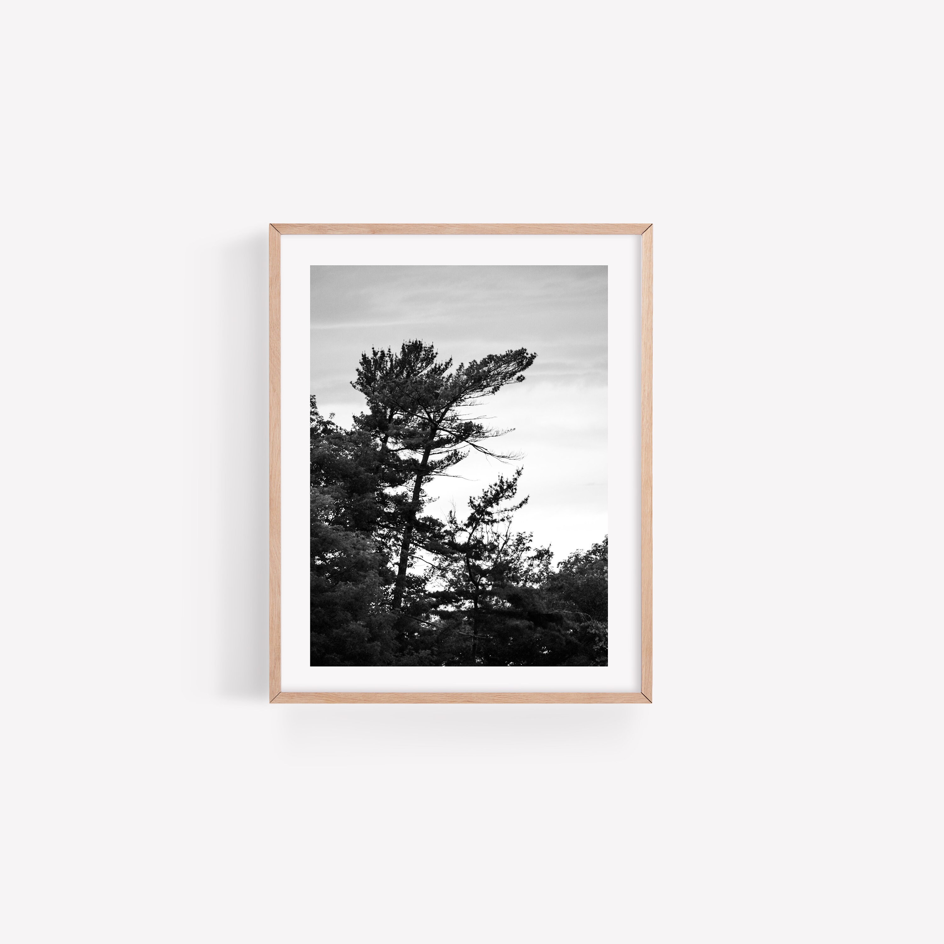 Black and White Photo of a Muskoka Tree in Georgian Bay Jack - Etsy Canada
