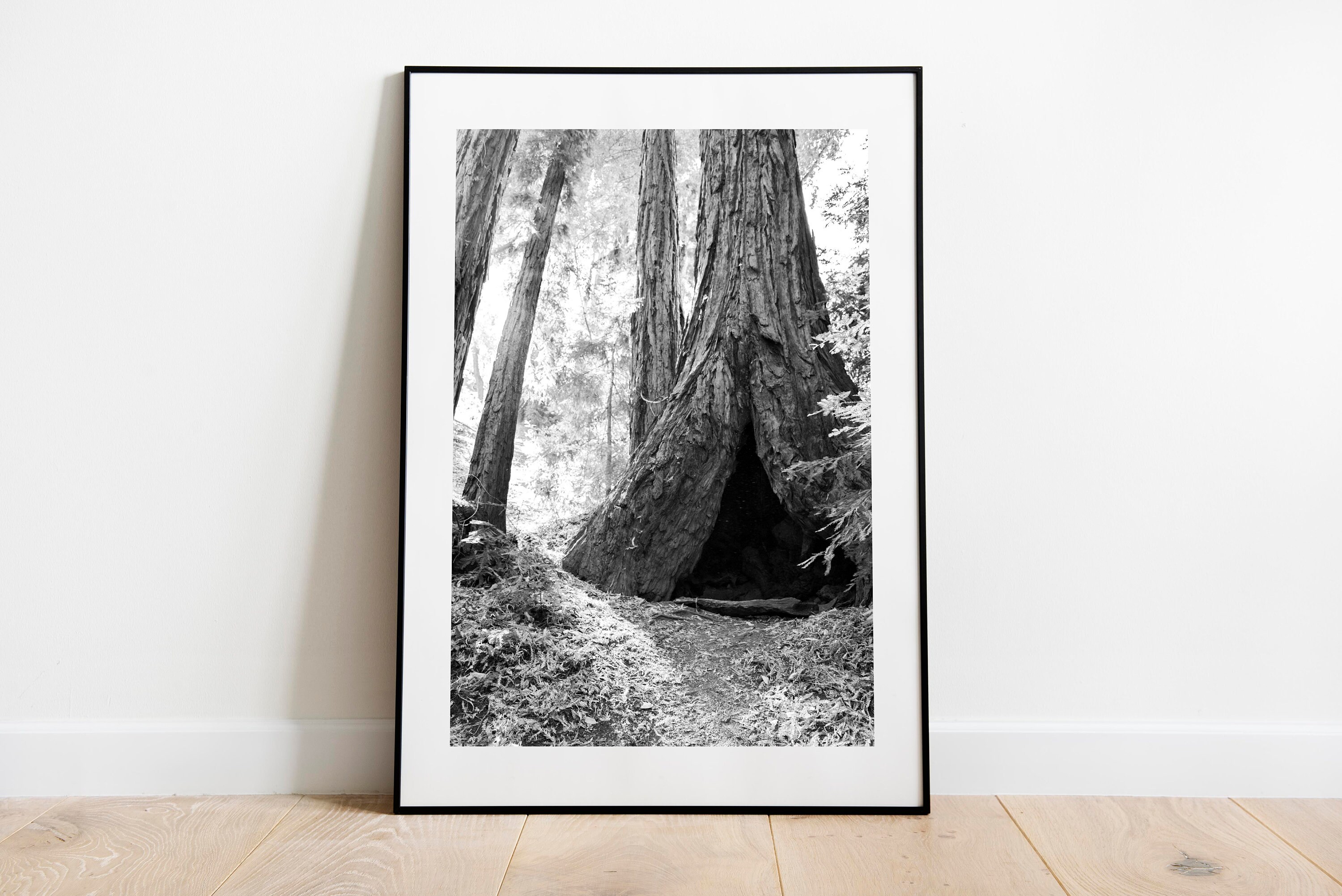 Black and White Print of a Redwood Tree in California Tree - Etsy Canada