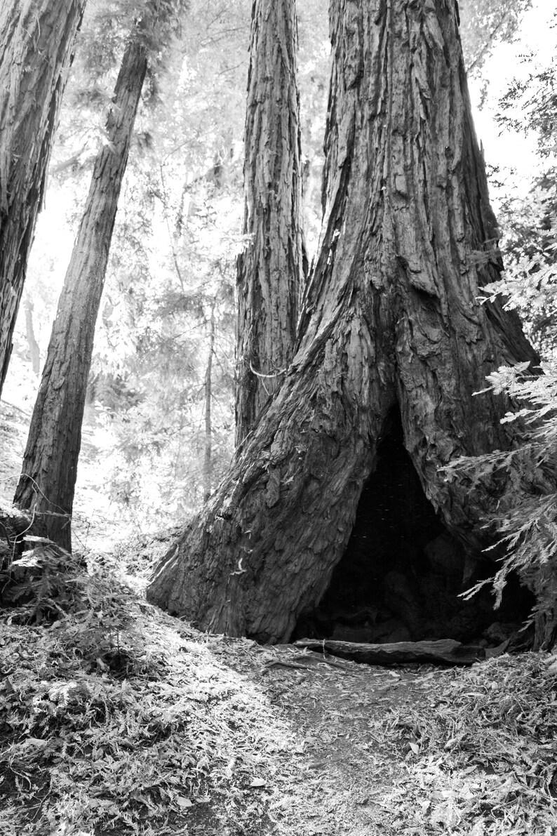 Black and White Print of a Redwood Tree in California Tree | Etsy Canada