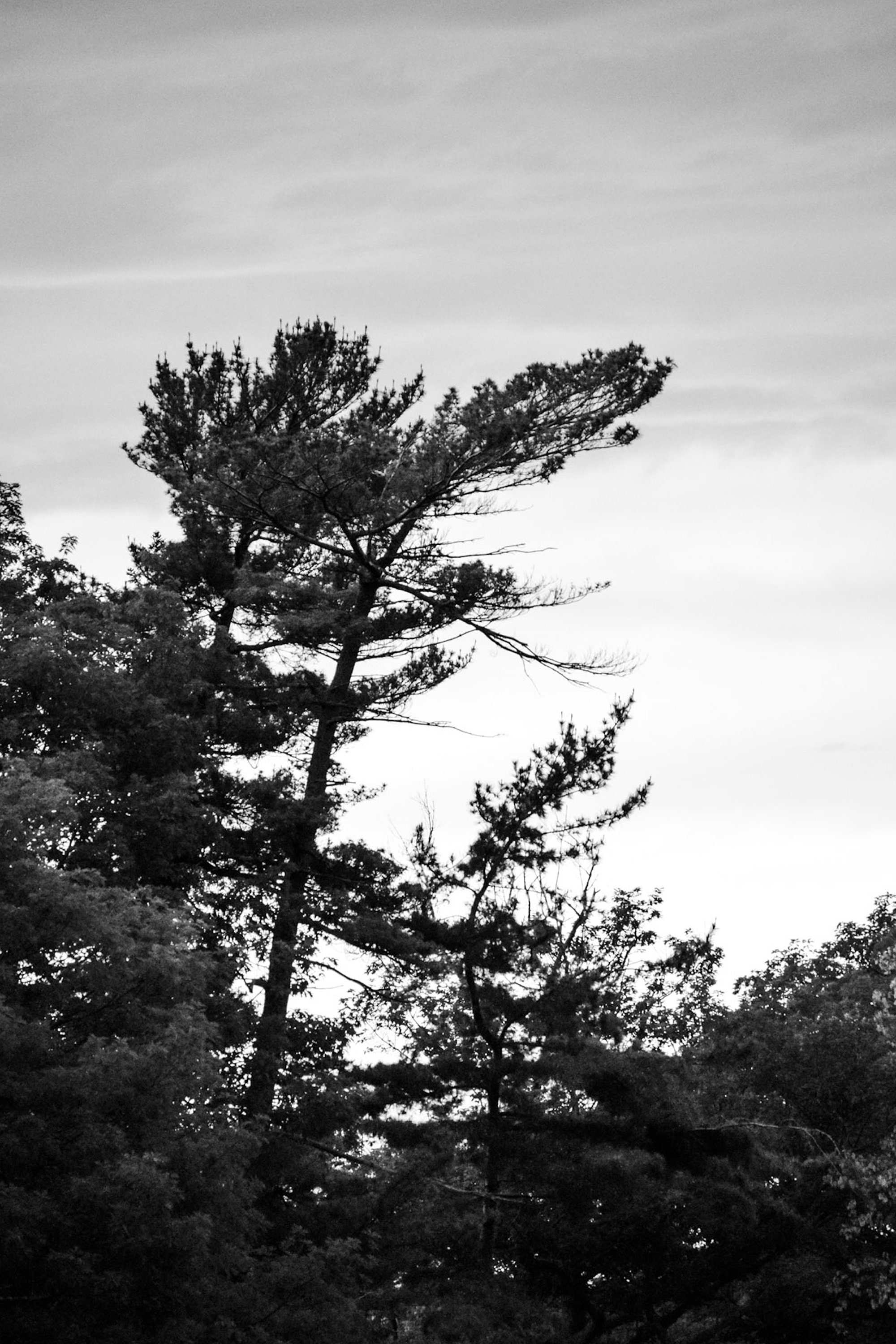Black and White Photo of a Muskoka Tree in Georgian Bay Jack - Etsy Canada