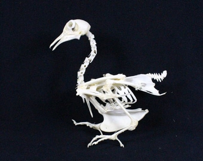 Real Pigeon Skeleton Pigeon Bone Without Case and Base - Etsy